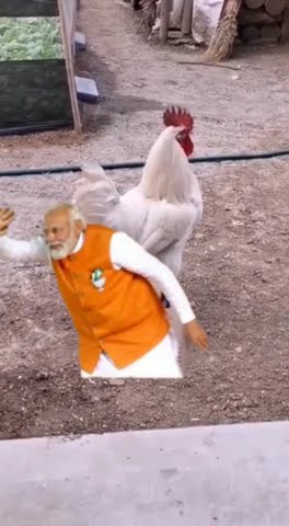 chicken comedy - YouTube