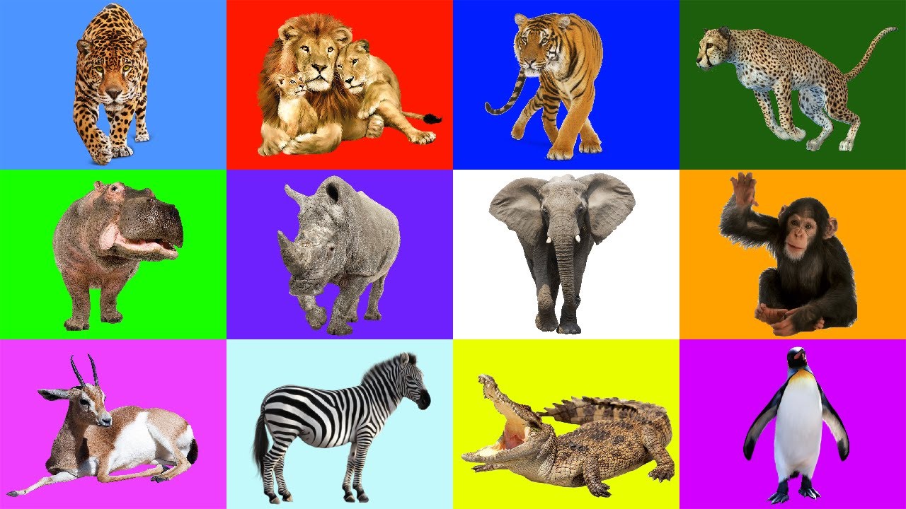 Zwierzęta dla dzieci po angielsku Safari | Zoo | Animals - YouTube