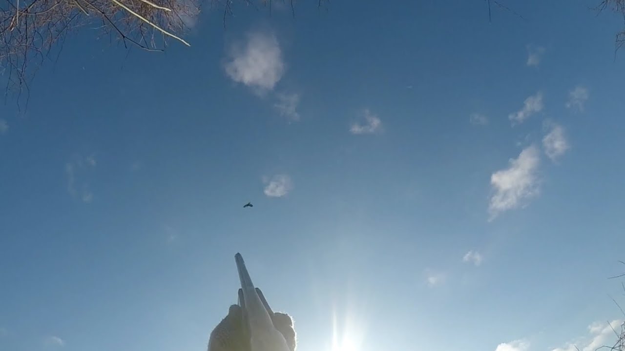 Crow hunting How to hunt Crows (20 bird day) lots of information ...