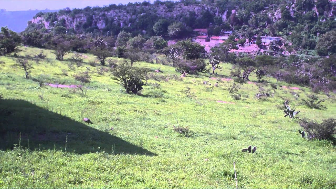 El sarampion municipio de Jerecuaro Guanajuato. - YouTube