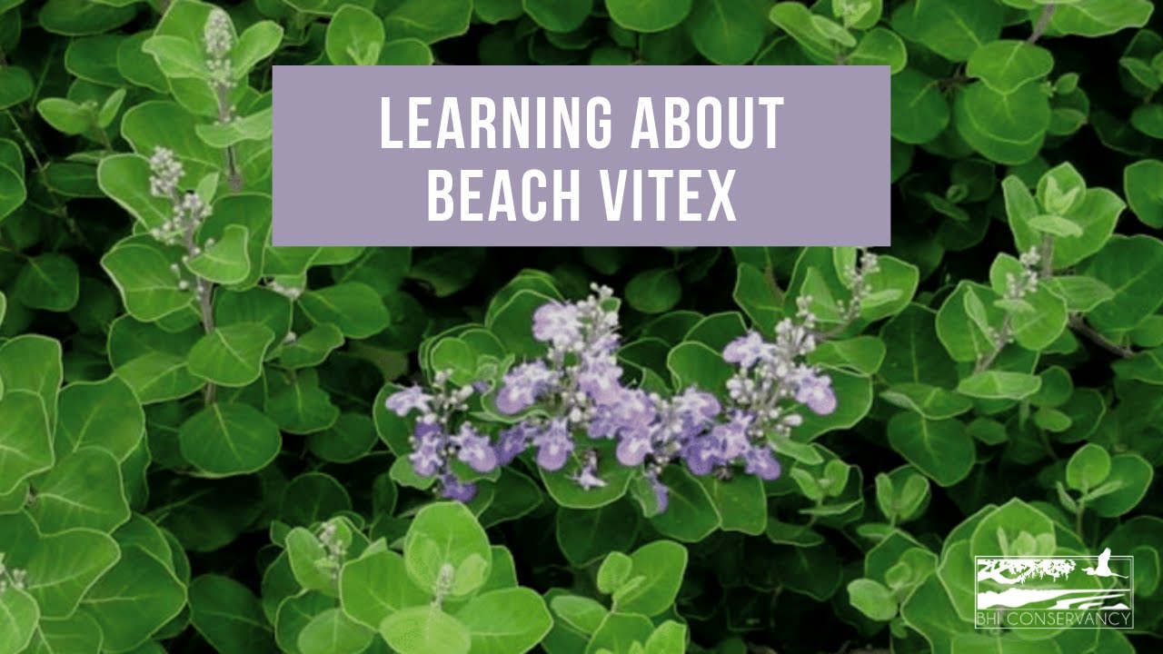Learning about Beach Vitex - YouTube