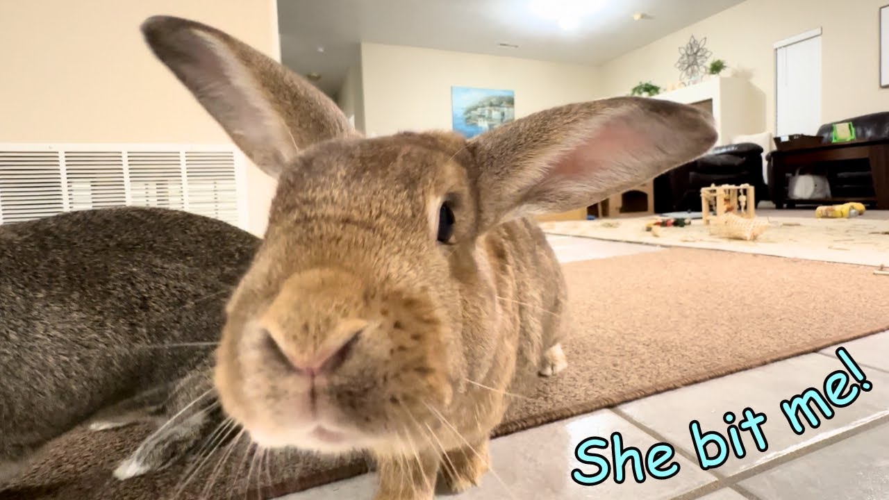 Rabbit Growling SOUND! Hay Cube Taste Test. - YouTube