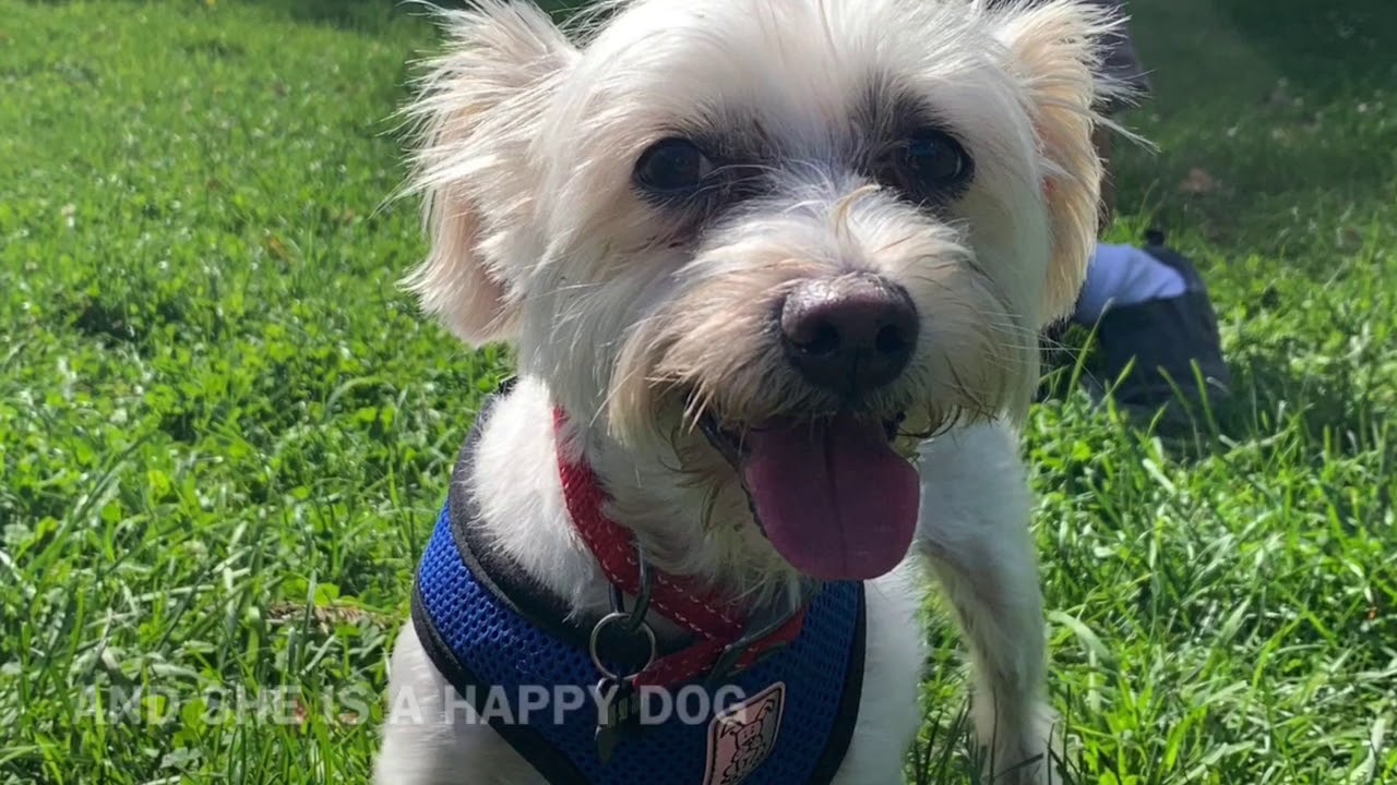 Daisy, a Sweet Senior Maltese @ Every Pet's Dream - YouTube