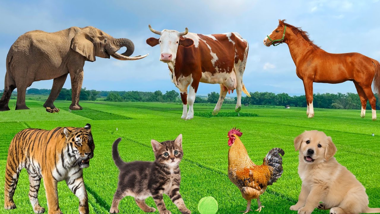 Beautiful Animal Moments - Tiger, Horse, Cow, Elephant, Sheep, Chicken ...