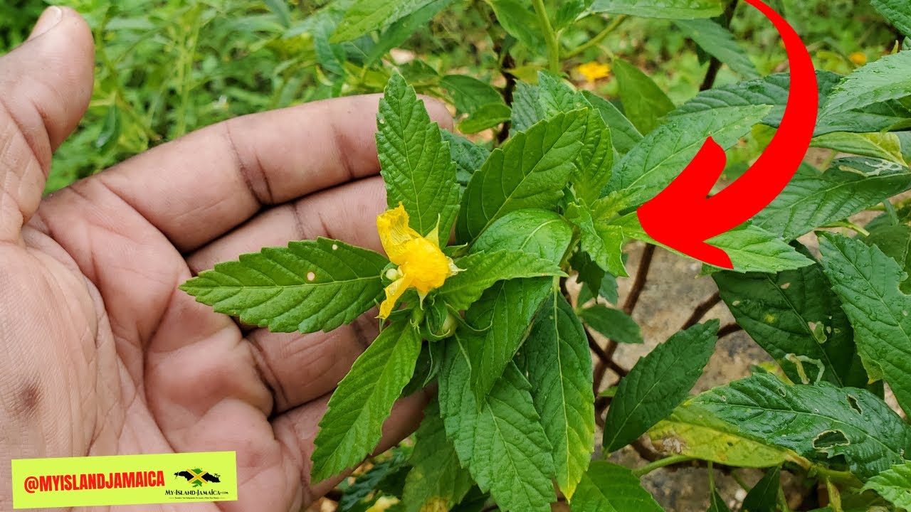 This is what you need for STAMINA💪🏾🧨! 🇯🇲 - YouTube