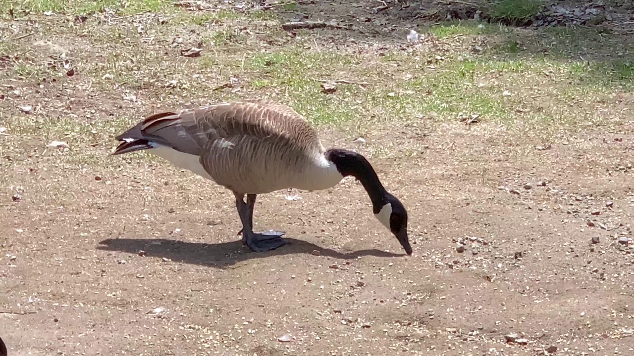 Papa Goose Still Limping - YouTube