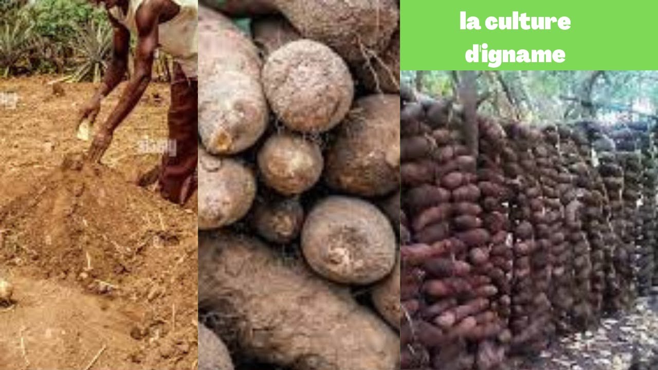 AGRICULTURE: comment faire un petit champ d'igname rentable a la maison ...
