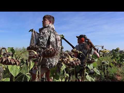 Wingshooting Free state - YouTube