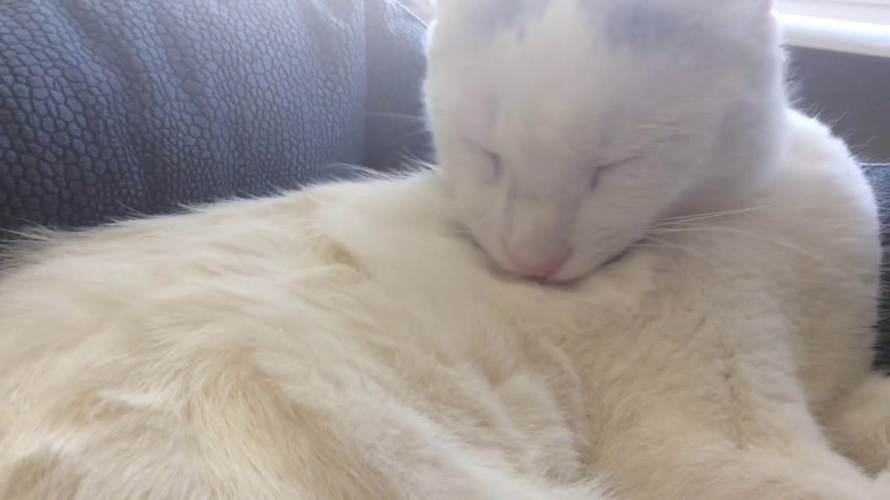 ASMR Cat Grooming #12 - YouTube