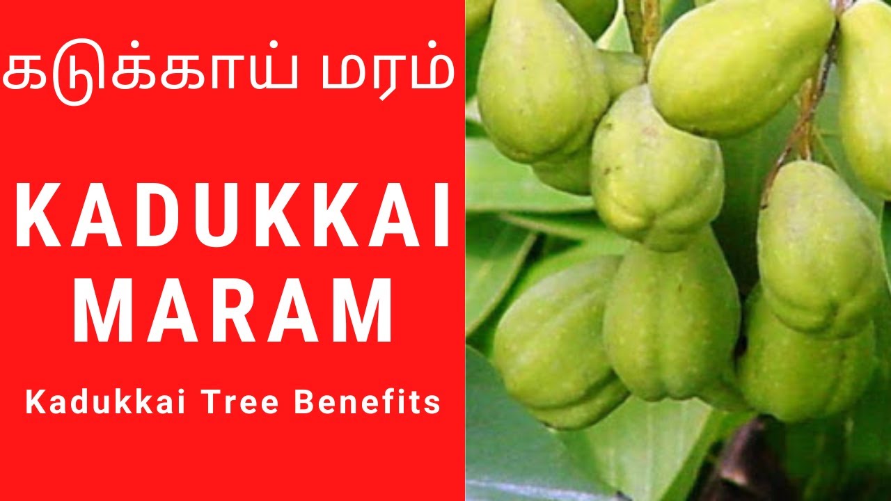 Kadukkai benefits in Tamil | Kadukkai tree | Kadukkai maram - YouTube