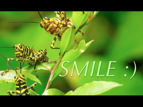 TIGER-Hopper in Costa Rica - Welcome to the Jungle - YouTube