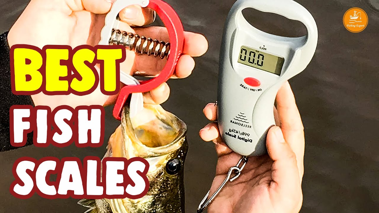 "Top 10 Fish Scales Reviewed: Find Your Perfect Fishing Companion with ...