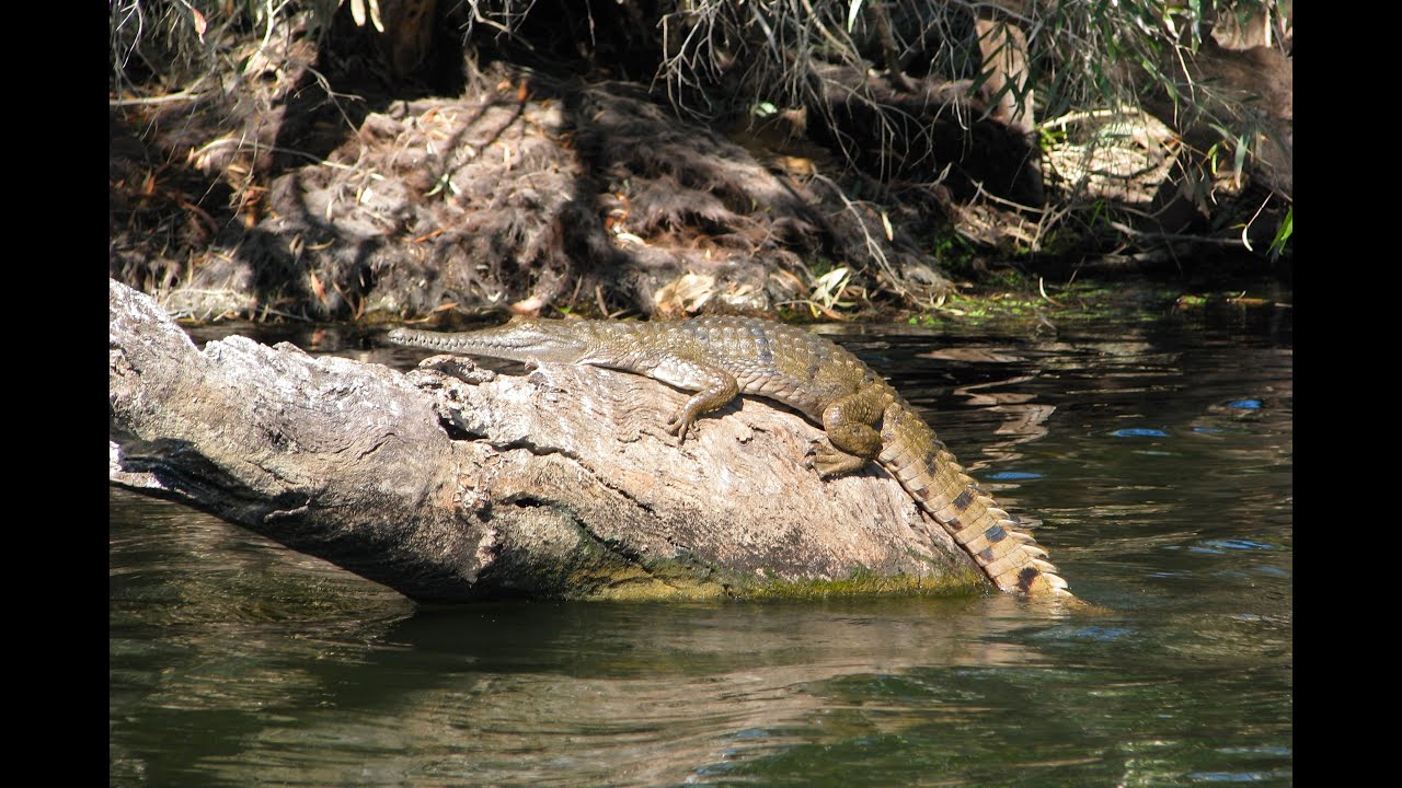 Freshwater Crocodile Climbing a Tree while fishing at Lake Julius ...