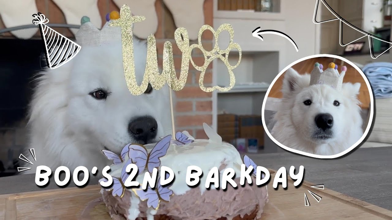 My Samoyed Dog Celebrates Her 2nd Birthday with a Cake - YouTube