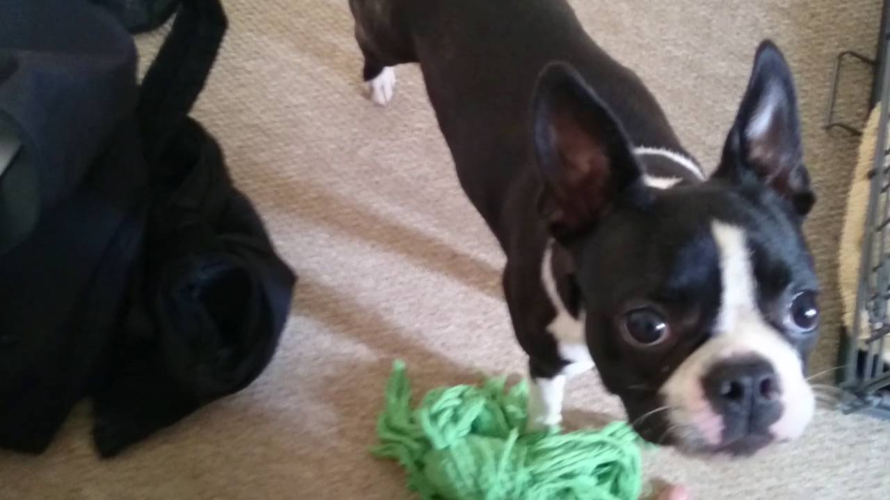 My Boston Terrier playing. - YouTube