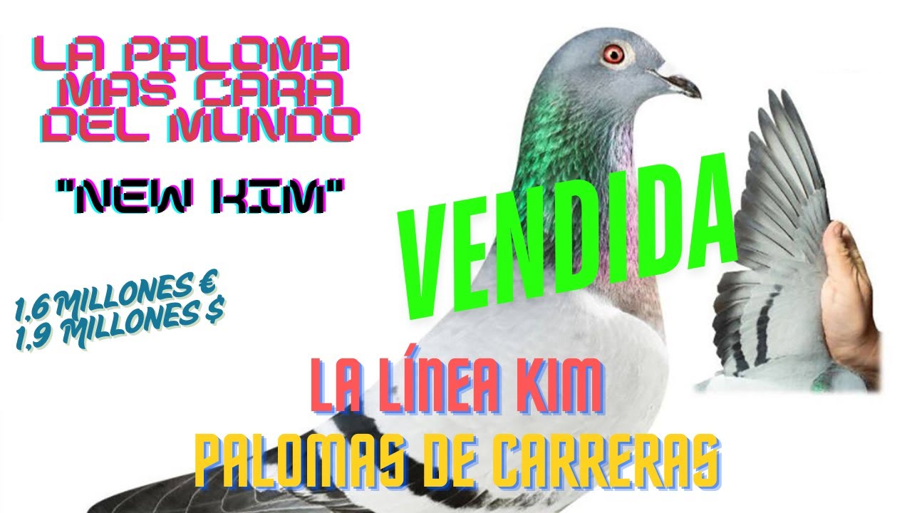 👑 LA LÍNEA KIM - NEW KIM - LA PALOMA MÁS CARA DEL MUNDO (1,6 MILLONES ...