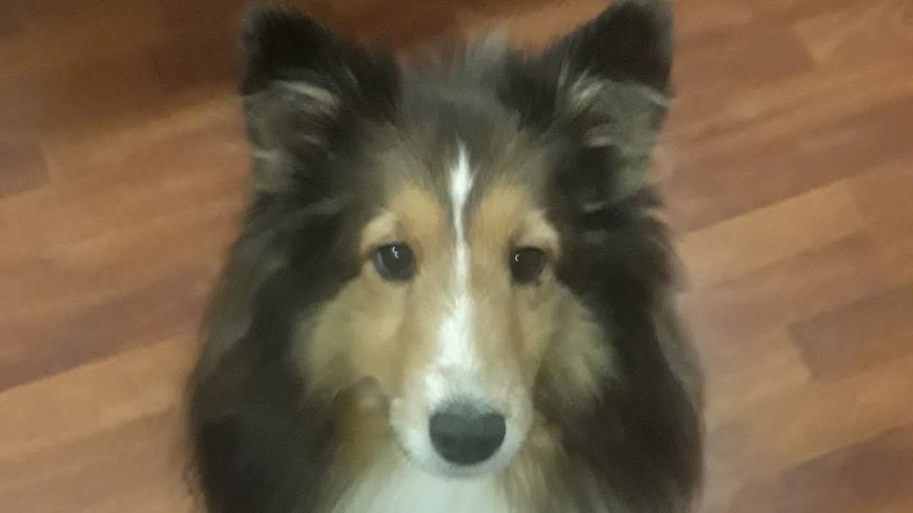 ANGRY SHELTIE!!! - YouTube