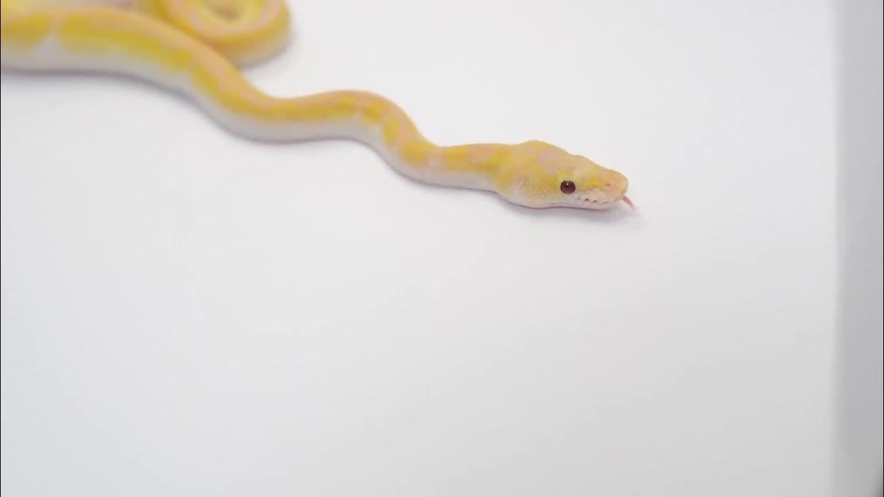 Lesser Pastel Ultramel Clown Ball Python - YouTube