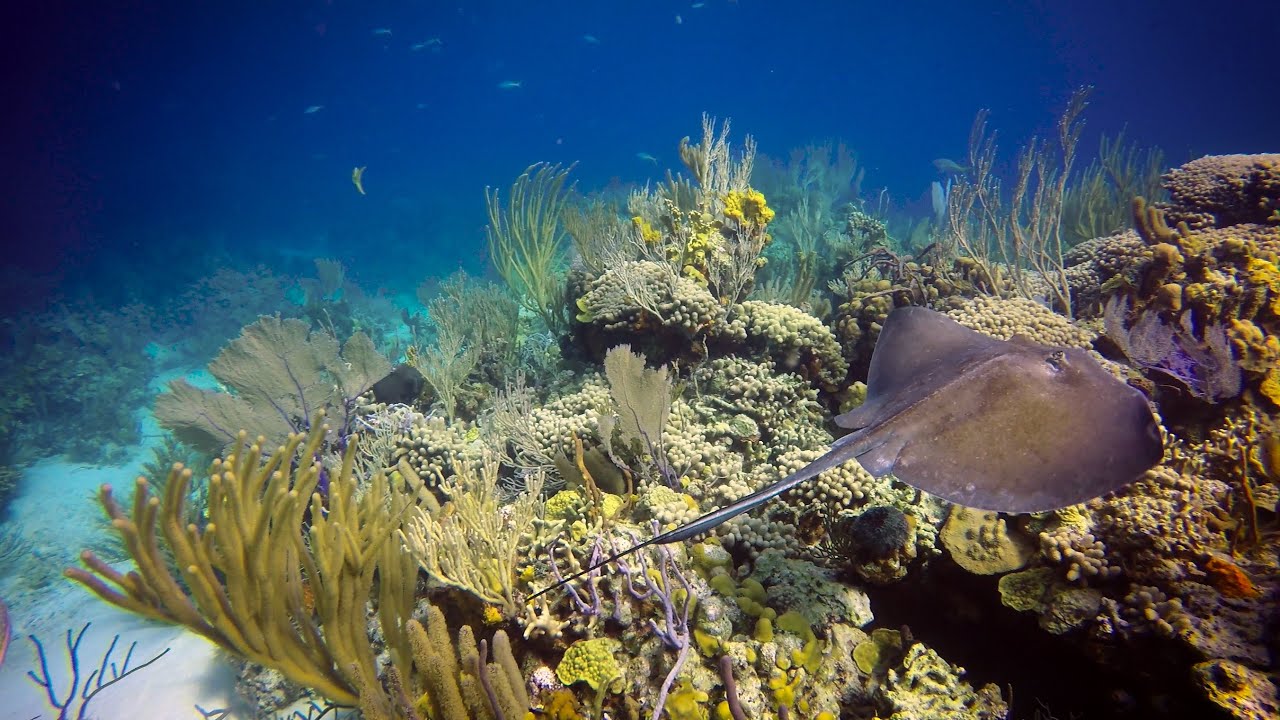 Blackbeard's Cruises Bahamas Dive Vacation May 2016 - YouTube