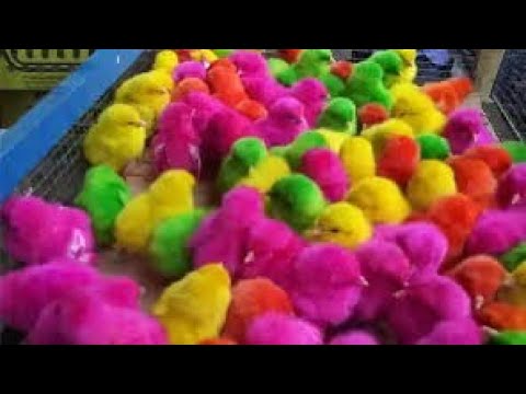 Cute Colored Chick Rainbow Chicken Duck Cat Kitten Dolphin #20 - YouTube