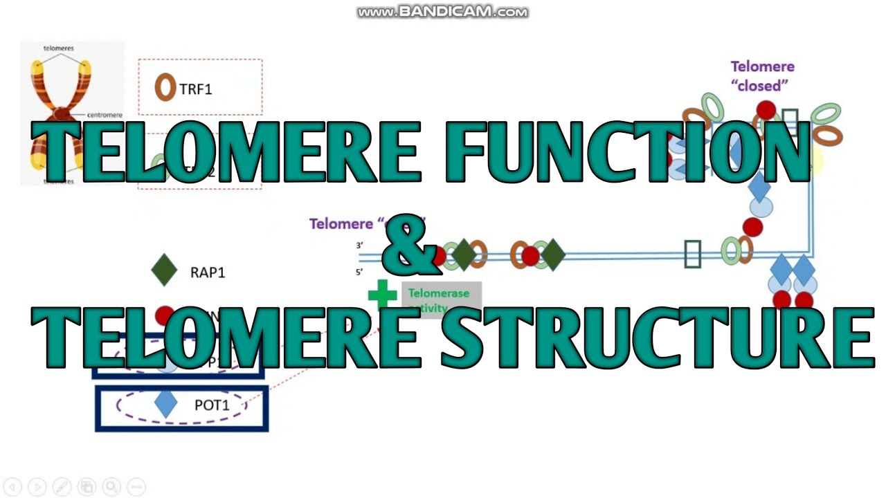 Telomere function I telomere structure I xgene & proteinx - YouTube