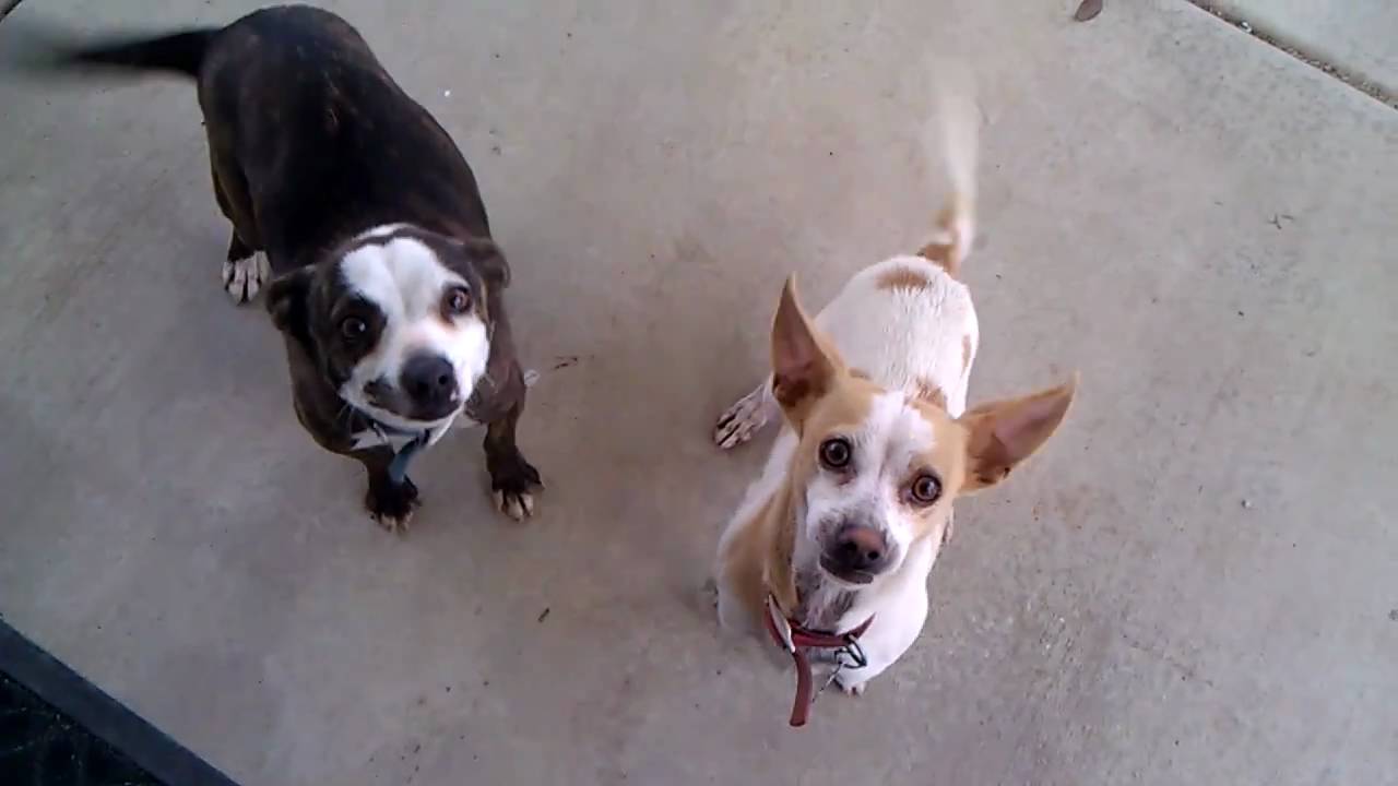 Half pitbull half chihuahua. - YouTube