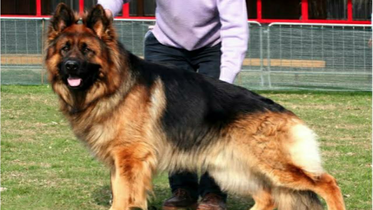 Double coat German Shepherd male for sale - YouTube