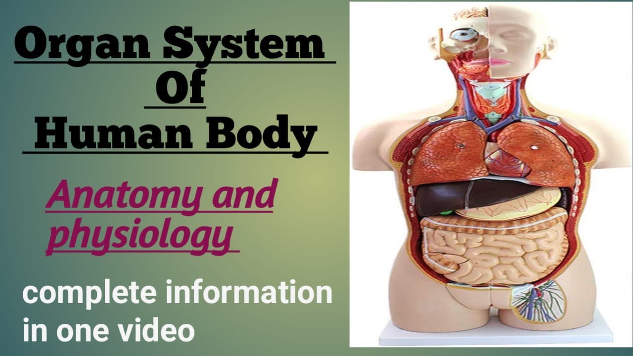Organ System of Human Body II Anatomy and Physiology II - YouTube