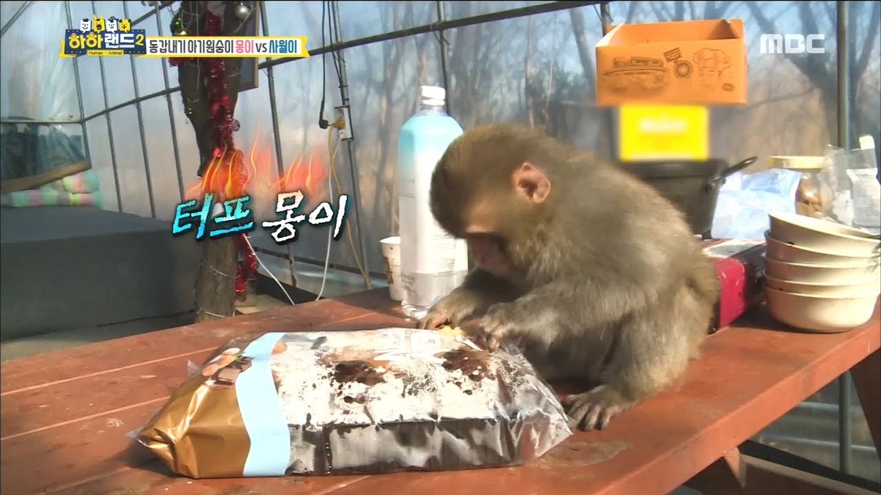 [Haha Land 2] 하하랜드2 - The monkey keeps crashing 20180314 - YouTube