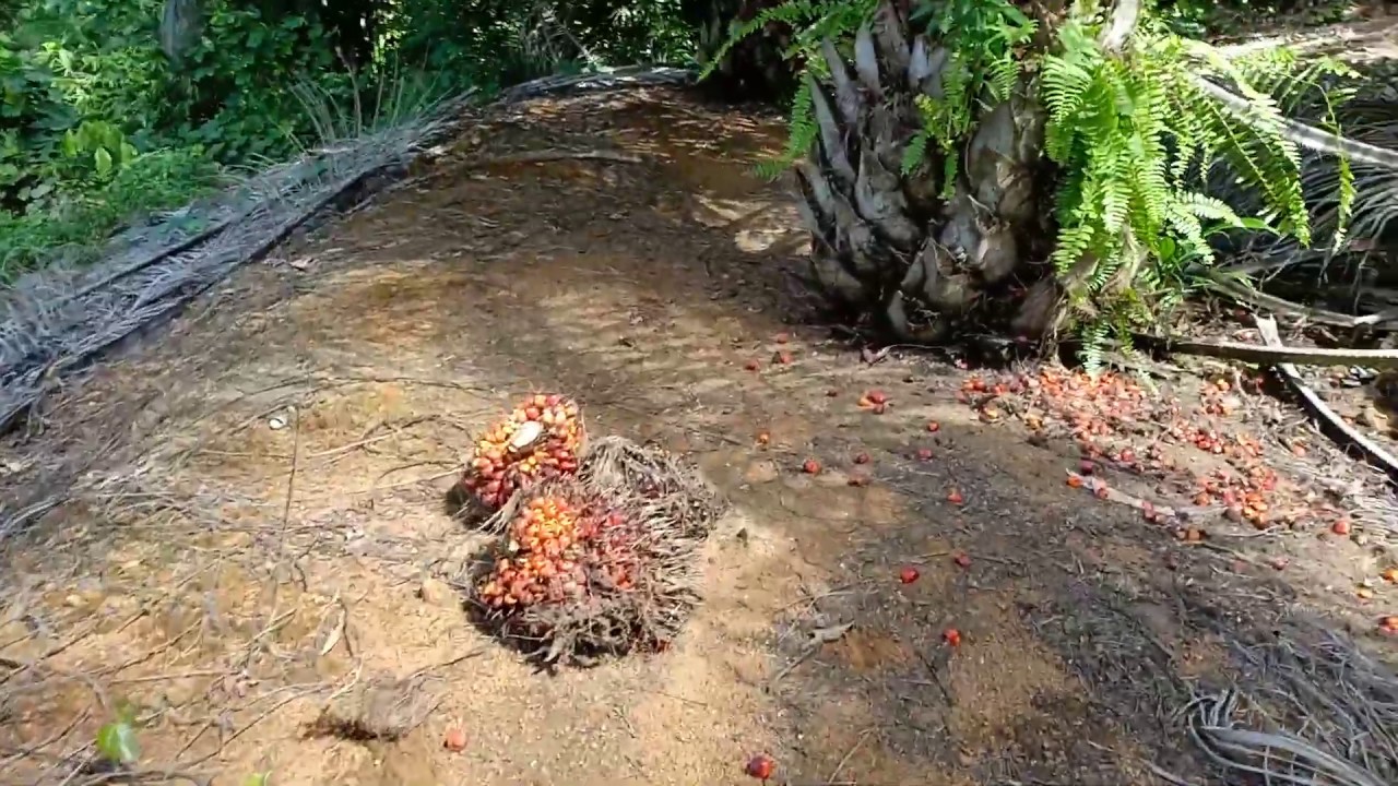 Pengecekan buah di pasar pikul part3 - YouTube