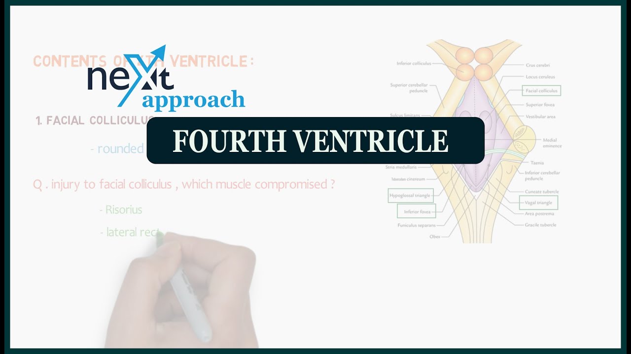 Floor Of Fourth Ventricle Is Formed By The Heart | Viewfloor.co
