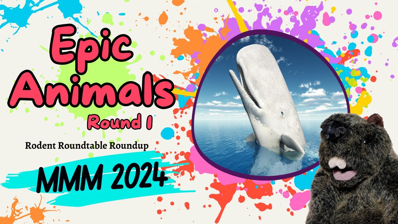 2024 MMM Rodent Recap - Epic Animals Battle, Round 1! - YouTube