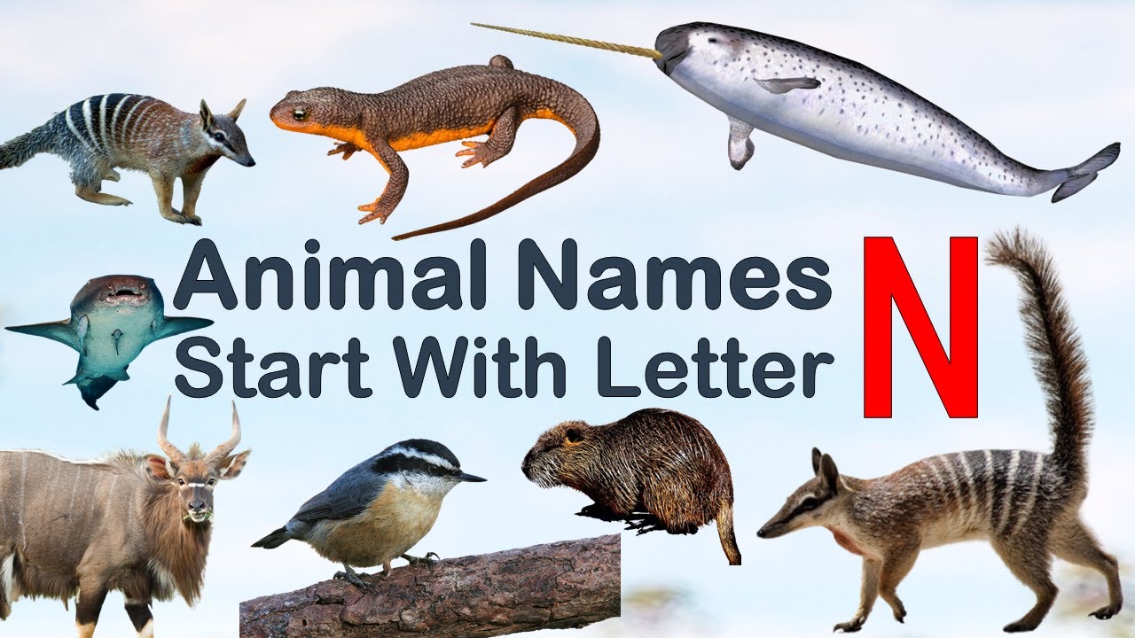 Animal Names Starting with letter N #Spelling #Picture #vocabulary # ...