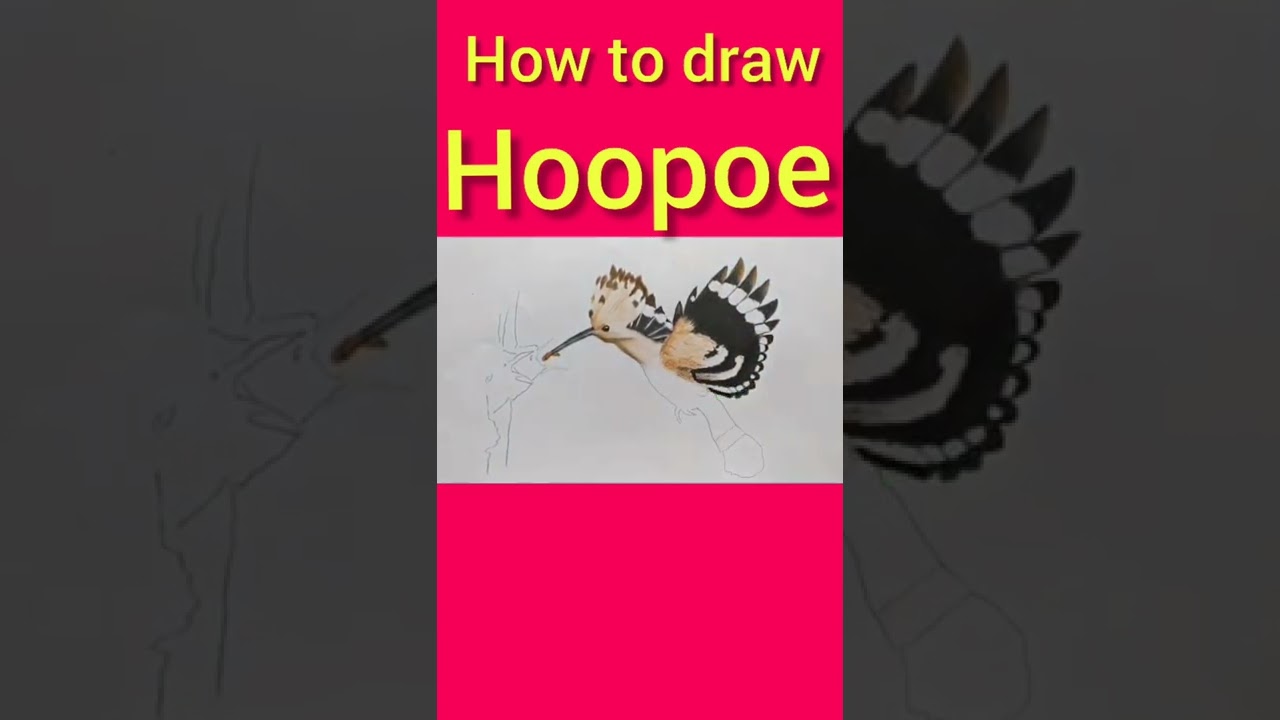 How to draw Hoopoe. Hoopoe drawing. short. shorts - YouTube