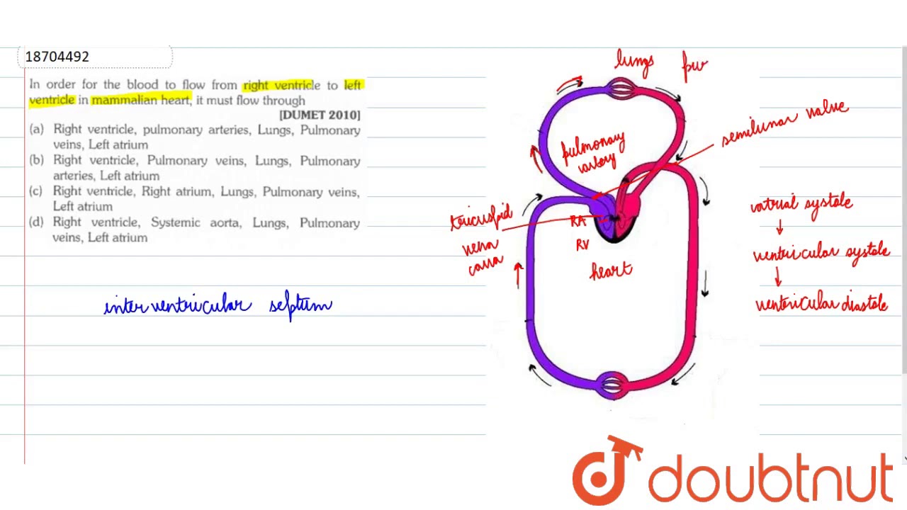 Correct Order Of Blood Flow 3,900+ Blood Flow Diagram Stock Photos,