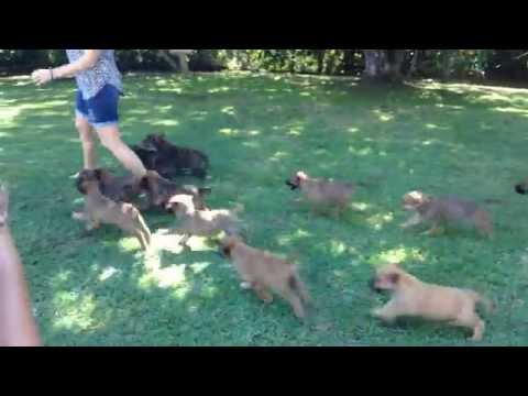 15 Irish Wolfhound puppies mob owner!