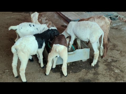 saste bakre in Hyderabad at yaseen goat | Guntur | macherla | rampuri 🐏 ...
