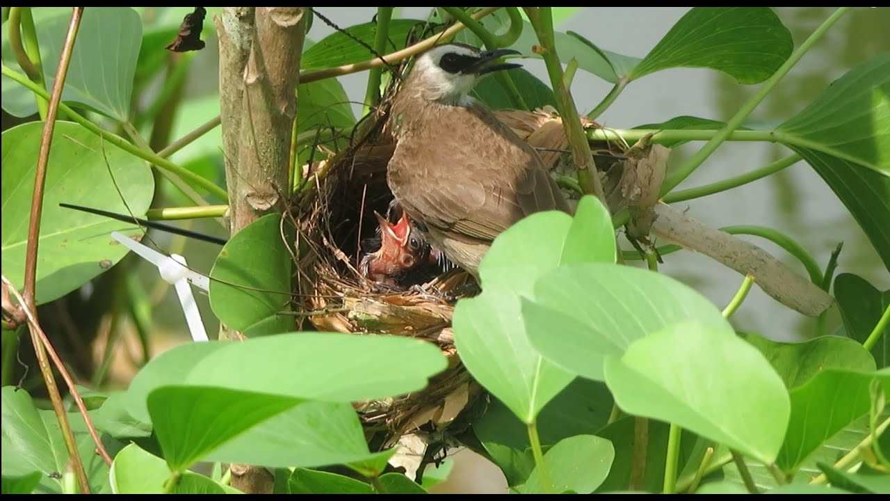 Baby Passerine Bird - YouTube