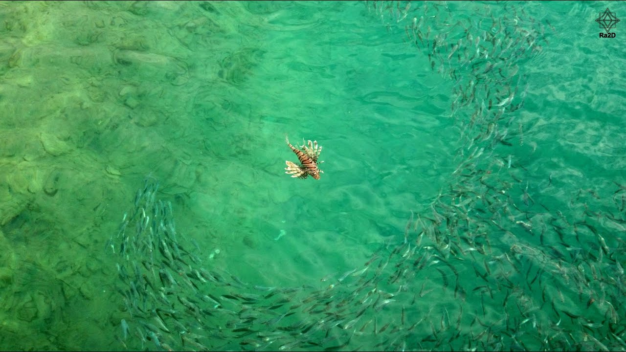 Lionfish Attack Group of Fish - سمكة الأسد تهاجم سرب من الاسماك - YouTube