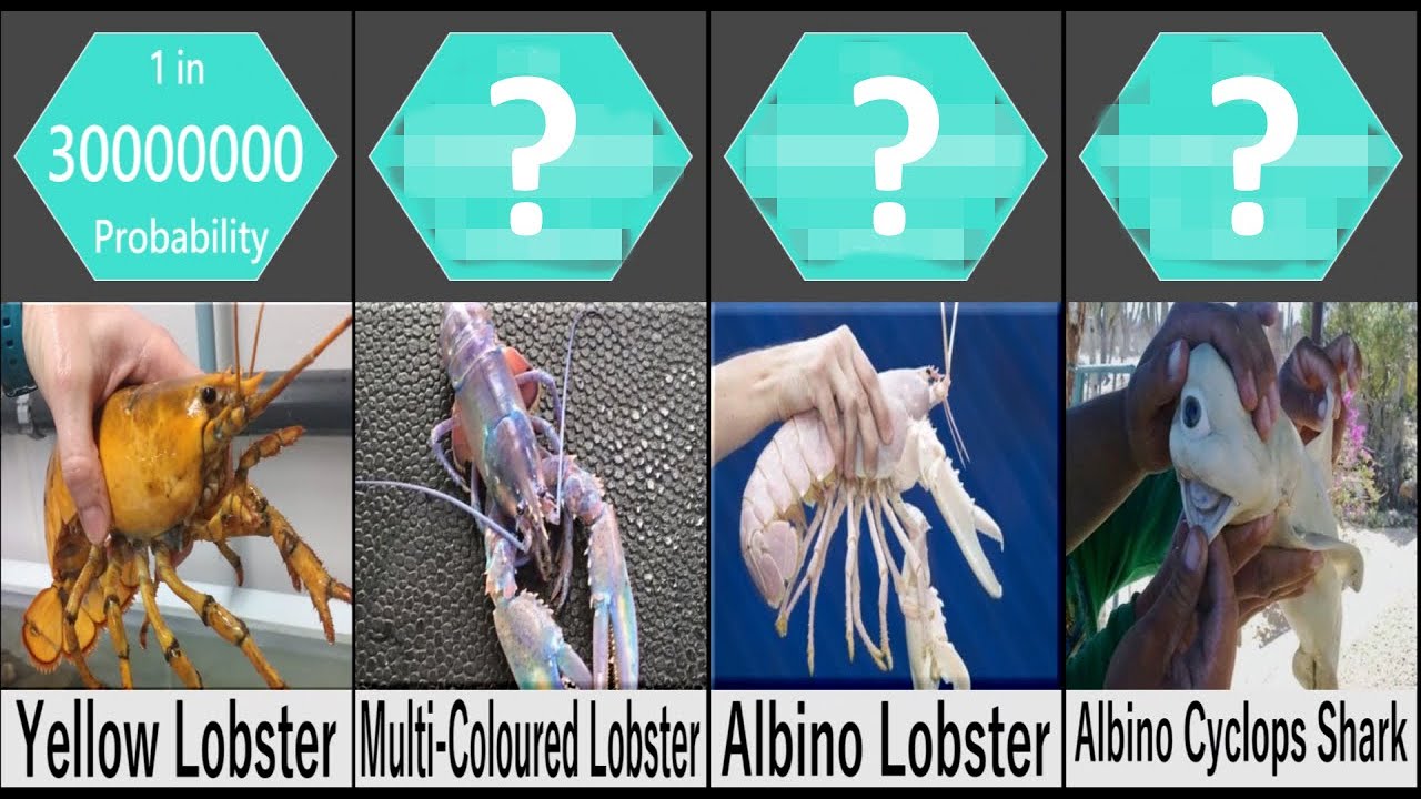 Probability Comparison: The Rarest Animals on Earth | Universal Data ...