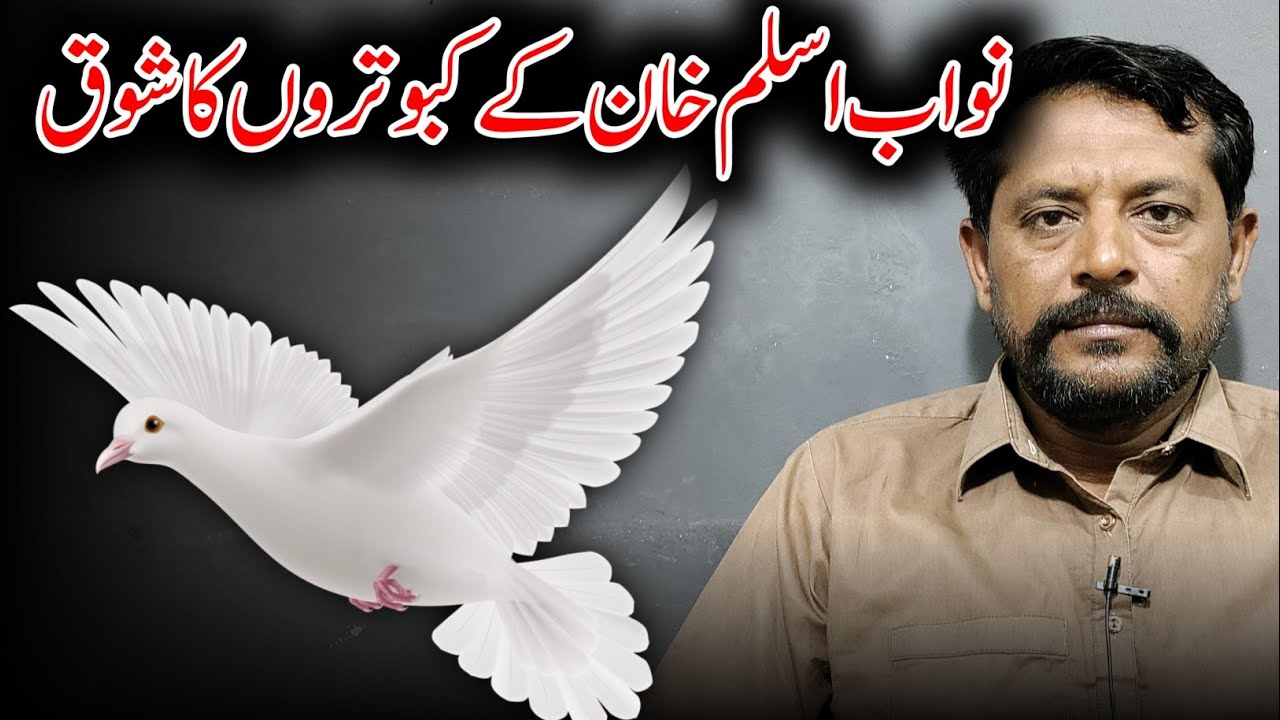 Ustad Mazhar Nawab Aslam Khan ke kabutaron Ka shauk karvate hue pigeon ...