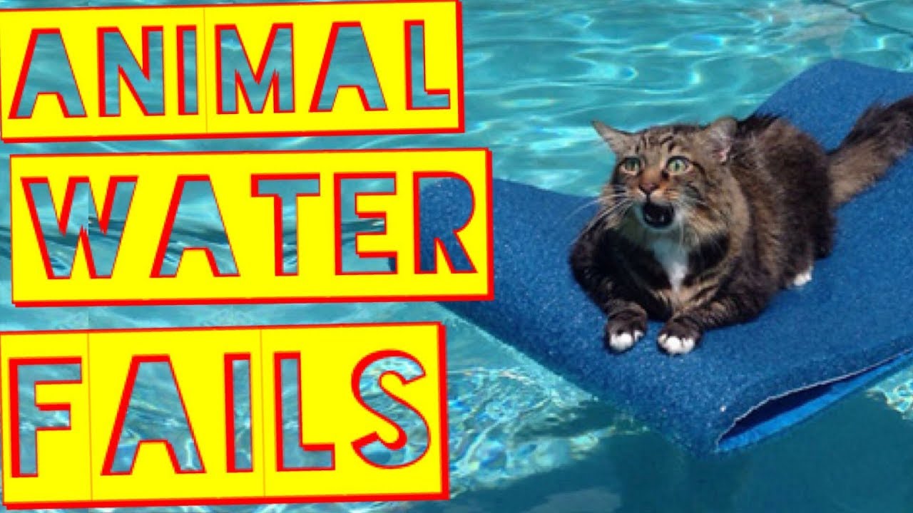 ANIMAL WATER FAILS 2017 | Funny Fail Compilation - YouTube