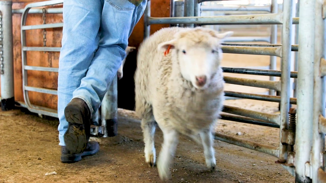 Separating Sheep at Katanning Saleyards - YouTube