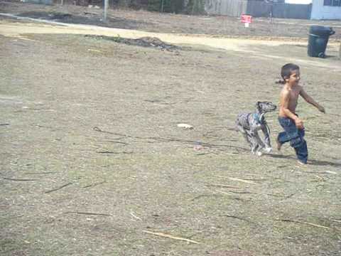 turtle vs dog - YouTube