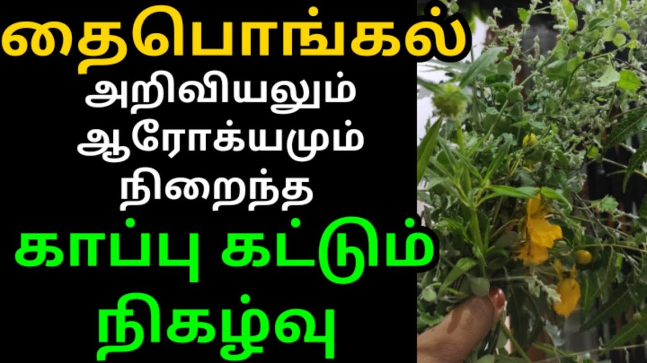 தை பொங்கல் காப்பு கட்டுவதன் வியக்கும் மருத்துவ பயன்கள்| kappu kattuthal ...