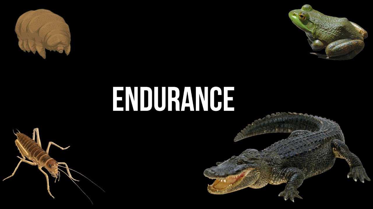 Animal Contest: Endurance - YouTube