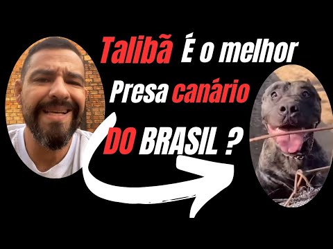 Maurício Pit fala sobre o TALIBÃ ser o Melhor Cão de Guarda do Brasil ...