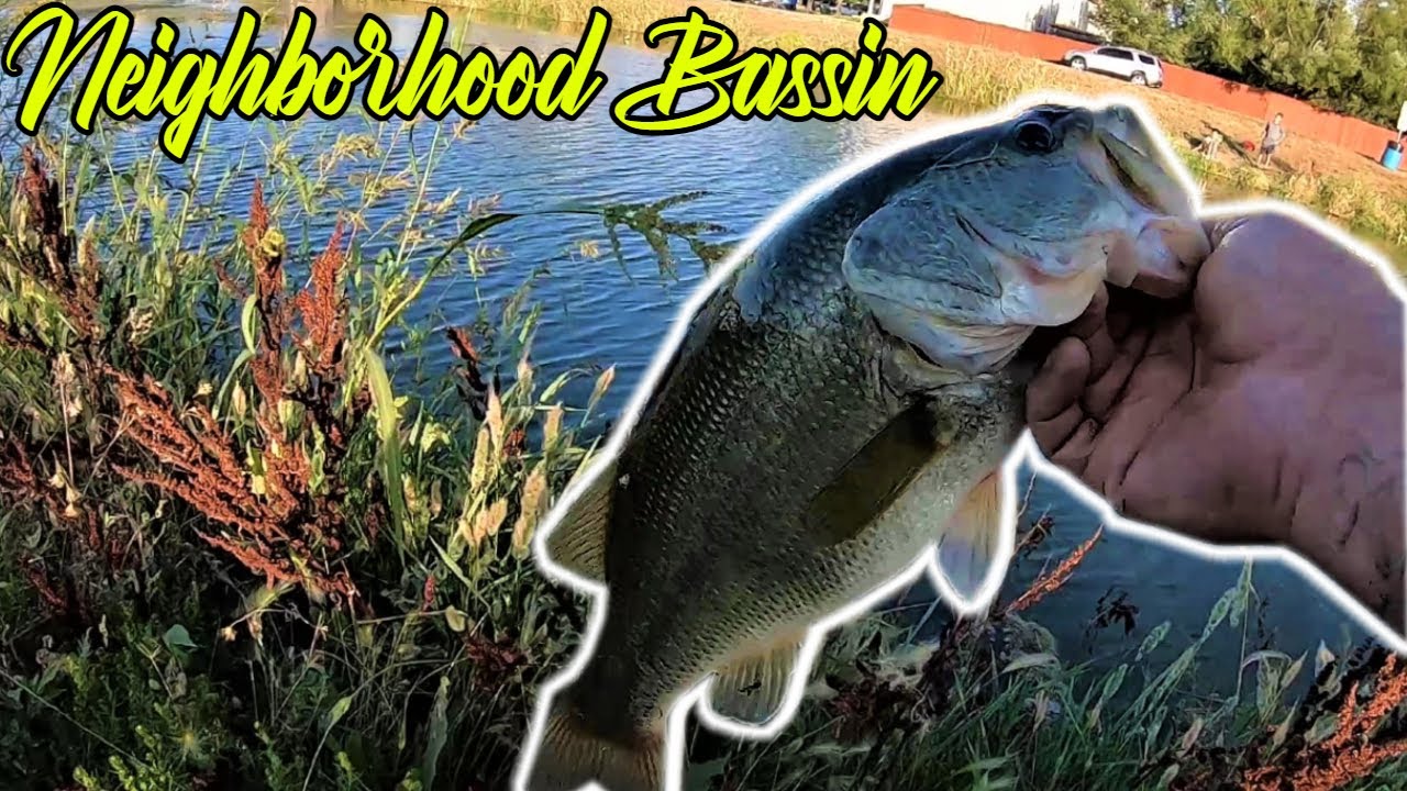 Colorado Bass Fishing in October - YouTube