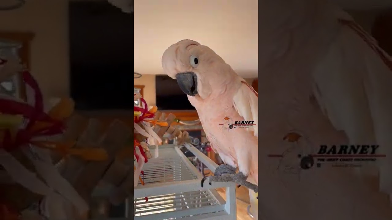 Some giggles and spectacular cage dancing!! 🤣🧡 subscribe to our channel ...