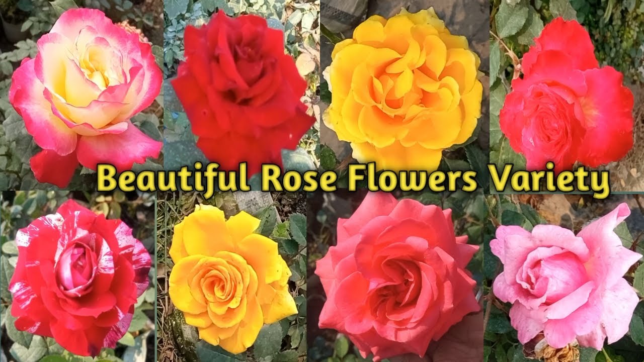 Rose Varieties With Names / Rose Varieties In India / Rose Types In ...